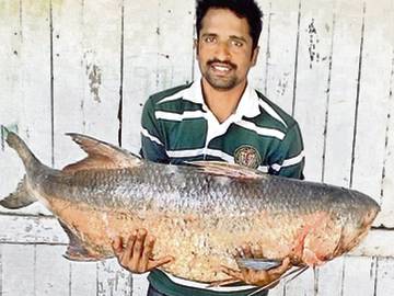 మహా ‘మాగ’.. ధర బాగా! | maga fish caught in nagayalanka | Sakshi