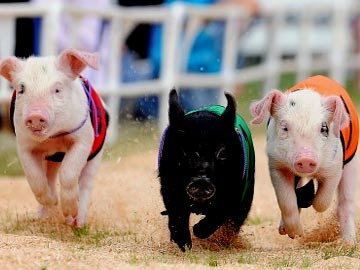 పందుల పందాలు : 12 మంది అరెస్ట్ | 12 arrested in pig race at Dwaraka ...