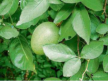 బిల్వ పత్రం | Maredu Tree | Sakshi