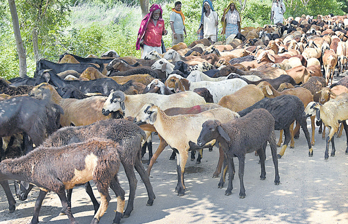ఎవరు బకరా..! | Subsidiary Scheme Sheep Recycling same manner as ration ...