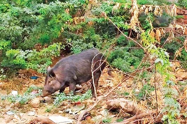 ఘోరం.. పసికందు ప్రాణం తీసిన పంది | Pig mauls infant in South Delhi | Sakshi