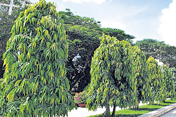 సకల శోకాలనూ దూరం చేసే అశోక వృక్షం | Significance of Ashoka Tree | Sakshi