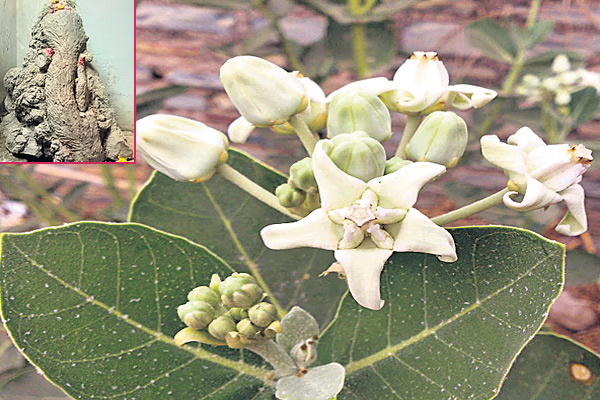సకల సంపత్కరం శ్వేతార్కం | Ayurveda medicine with white jilledu plants ...
