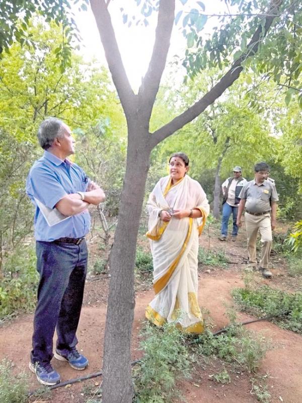 పచ్చని బంగారం శ్రీగంధం! | sri gandham plants benefits | Sakshi