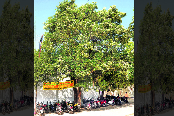 దెయ్యం చెట్టు..! | Most Dangerous Tree In Warangal District | Sakshi