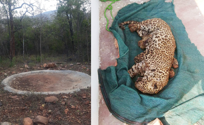 జలం.. బహుదూరం | Wild Animals Died With Water Shortage in Forest | Sakshi