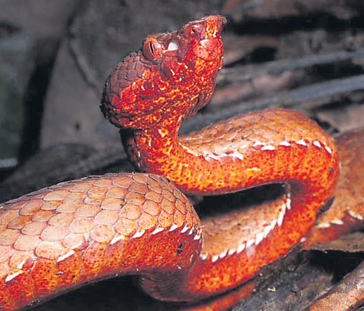 70 ఏళ్లకు కనిపించిన సర్పం | India's newest pit viper found in Arunachal ...