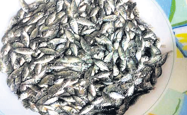 చేప విత్తనాలు.. కోటి | Telangana Fisheries Department Ready To Give ...