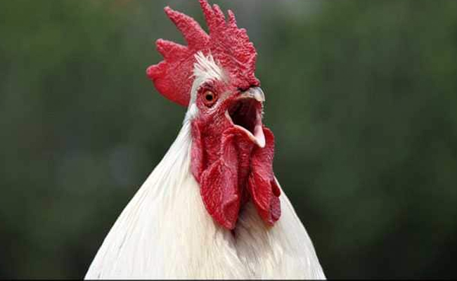 మహిళ ప్రాణాలు తీసిన పెంపుడు కోడి | Pet Rooster Killed Woman In ...