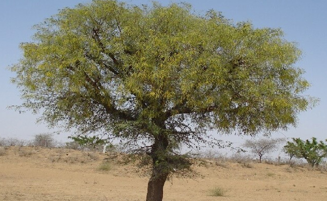 దసరానాడు జమ్మిచెట్టును ఎందుకు పూజిస్తారు? | What Is The Importance Of ...