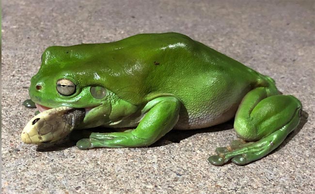 ఈ కప్ప నిజంగా లక్కీఫెలో | Frog Eats Venomous Snake And Survives After ...
