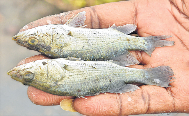 పండు‘గొప్ప’ | Sakshi Special Story On Pandugappa Fish | Sakshi