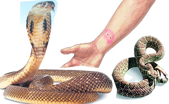 వామ్మో.. పాము! | Special Story On Snake Bite During The Rainy Season ...