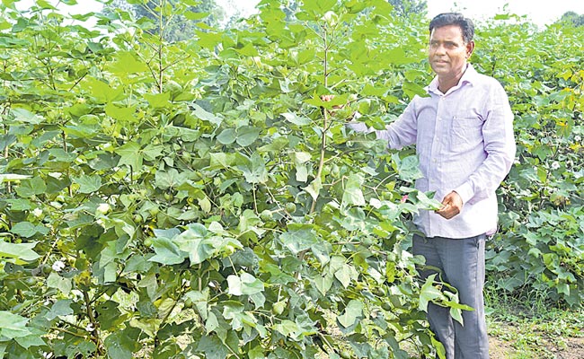 ఎత్తు మడులతో ఎంతో మేలు! | Adilabad Krishi Vignan Kendram Is Farming ...