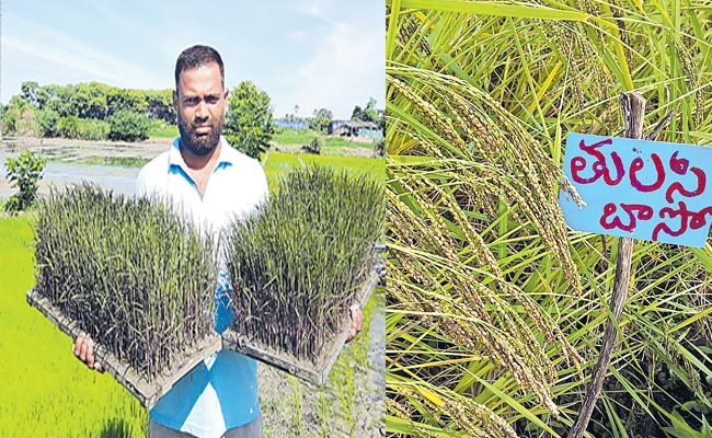 ఎకరంన్నరలో వంద రకాల దేశీ వరి! | Peddapalli Farmer Farming Hundred ...