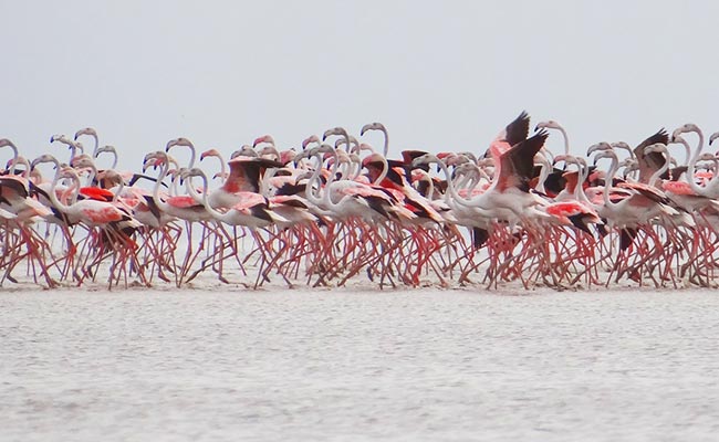 ప్రారంభమైన ఫ్లెమింగోల సందడి.. | AP Government Is Gearing Up For The ...