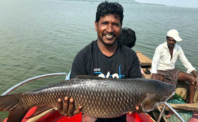 మడ్డువలస చేప.. ఆ రుచే వేరప్పా! | Madduvalasa Fishes Famous In ...