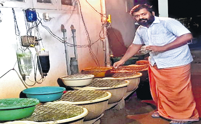 గప్పీలతో నెలకు రూ.25వేలు | Kerala Man Employment With Guppy Fish ...