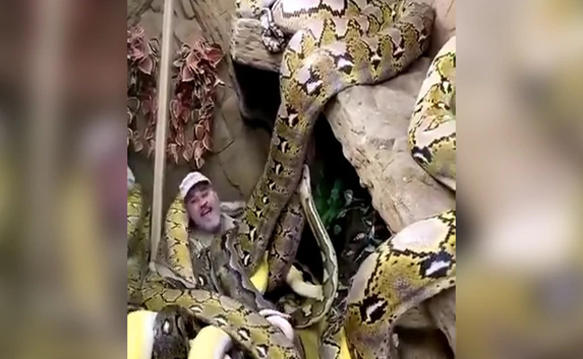 Video Of Giant Snake Coiling Itself Around Man Goes Viral Again - Sakshi