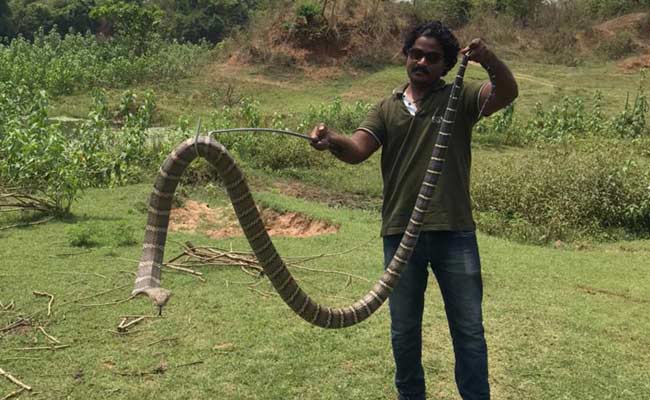 అమ్మో.. కింగ్‌ కోబ్రా: భయంతో జనం పరుగులు | Snake Catcher Catches Giri ...