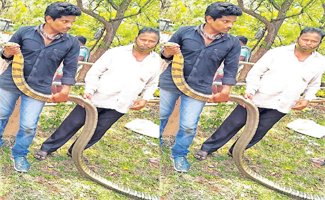 హడలెత్తించిన 14 అడుగుల గిరినాగు | Snake Helpers Catch 14 Feet Giri Nagu ...