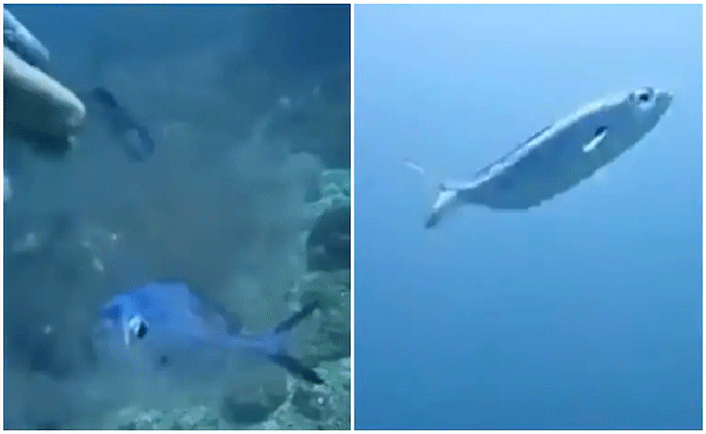 Scuba Diver Rescues Fish Trapped Inside Plastic Bag Underwater And ...
