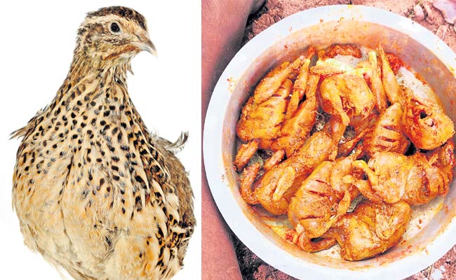 High Demand For Kouju Pitta Meat: How To Do Quail Farming, Quail Bird ...