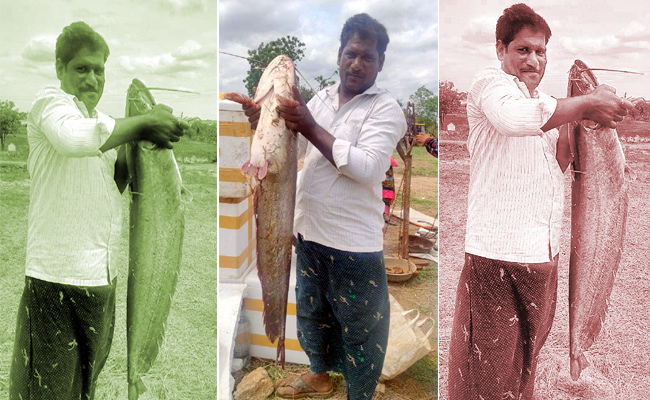 వామ్మో.. పెద్ద చేప చిక్కిందిలా! | Massive 15kg Valuga fish Caught in ...