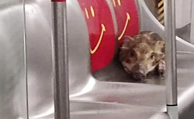 Wild Boar In Train: Wild Boar Halchal On Subway Train In Hong Kong - Sakshi