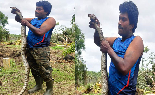 వక్క తోటలో ఆరు అడుగుల కొండచిలువ | 6 Foot Python Found In Garden In ...