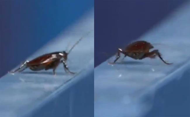 Tokyo Olympics : Cameraman Films Cockroach InThe Middle Of Ongoing ...