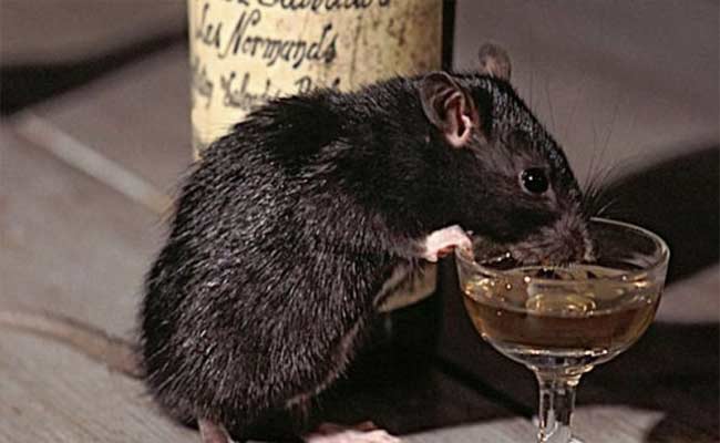 Rats Drink Wine In Tamil Nadu: 12 వైన్‌ బాటిళ్లు ఖాళీ చేసిన ఎలుకలు - Sakshi