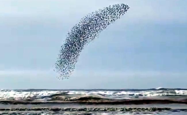 Viral Video : సముద్ర తీరంలో అద్భుతం! | Wonderful Dance By Birds In A ...