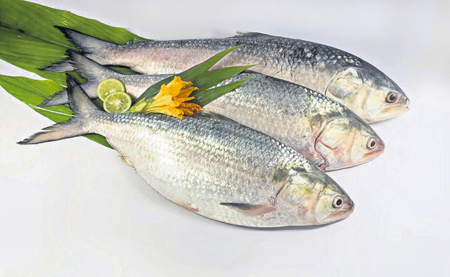 పులస.. తగ్గుతోంది వలస | Ten years of declining pulasa fish arrival to ...