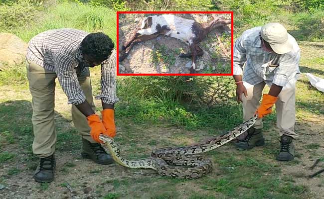 Viral News: Python Swallowed Goat in Srikalahasti - Sakshi