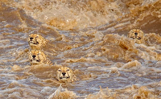 Viral: Five Cheetahs Travelled On Flooded River In Kenya - Sakshi