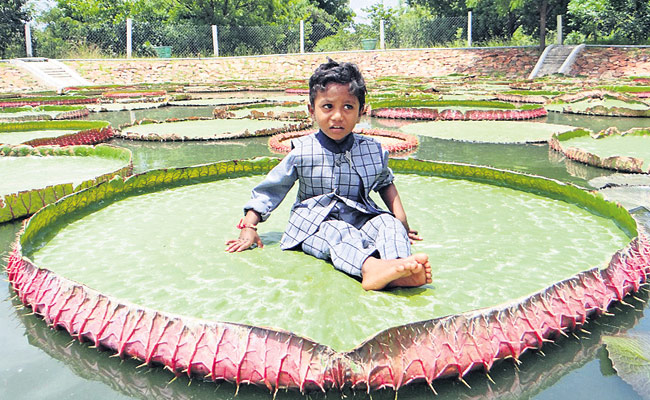 Giant Water Lily In Andhra Pradesh, At Yogi Vemana University Botanical ...