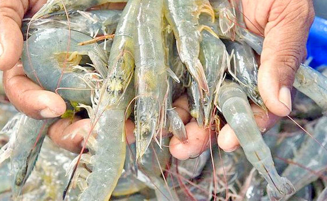 ఏపీ రొయ్య.. మీసం మెలేసింది! | Prawn Production And High Vannamei Prawn ...