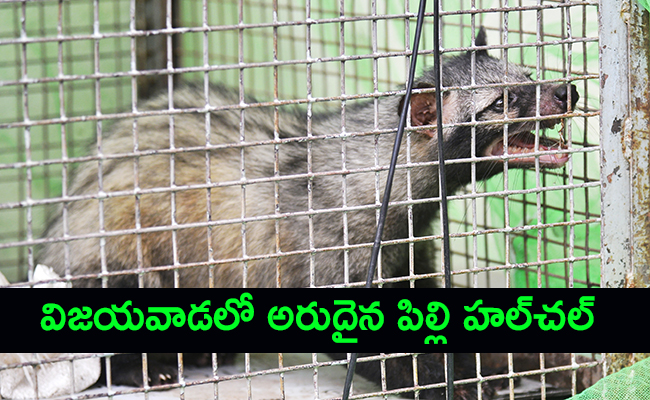 విజయవాడలో అరుదైన పిల్లి హల్‌చల్‌.. ఎలా వచ్చింది? | Rare Animal Punugu ...