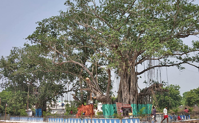 1905లో నాటారు.. ఇప్పటికీ చెక్కుచెదరకుండా | More Than 100 Years Banyan ...