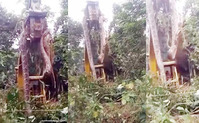 భారీ కొండచిలువను ఎత్తిన క్రేన్‌! వైరల్‌ వీడియో వెనుక కథేంటంటే.. | Fact ...