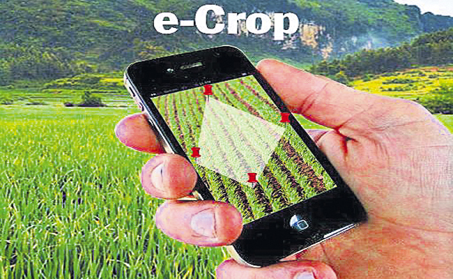 జోరుగా ఈ–పంట నమోదు | E Crop Registration Is In Full Swing Andhra ...