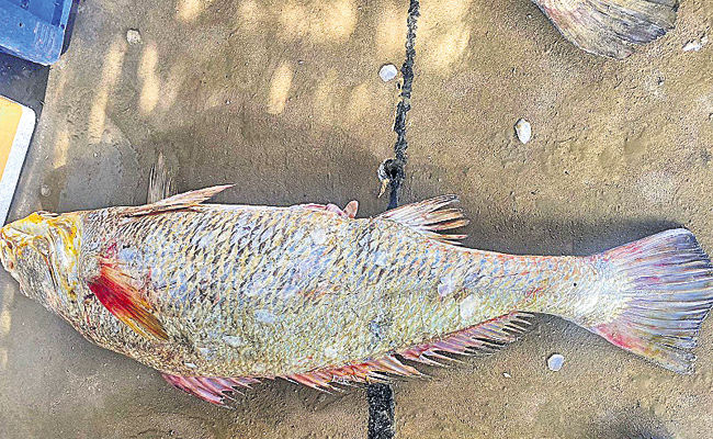 గోల్డెన్‌ ఫిష్‌ @ రూ.2.60 లక్షలు | Kachidi male fish weighing 21 kg ...