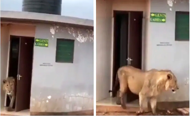 Viral Video: Lion Walks Out of Public Toilet - Sakshi