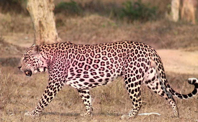 Rare Pink Leopard Spotted In Rajasthan Ranakpur Hills, Pics Goes Viral ...