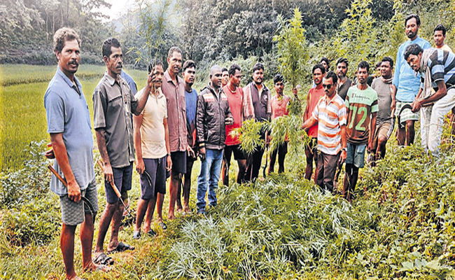 గంజాయి నిర్మూలనకు గిరిజనుల ప్రతిన | Tribal pledge to eradicate ...