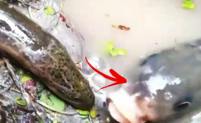 డ్యామిట్‌!! కథ అడ్డం తిరిగింది! మూడున్నర అడుగుల పామును అమాంతం మింగిన ...