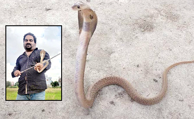 గ్రామంలో నాగుపాము కలకలం | Orissa: 8 Feet Snake Hulchul In Village | Sakshi