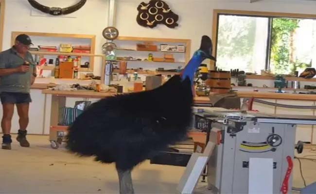 World Most Dangerous Bird Romper Stomper Visits Queensland Shed - Sakshi