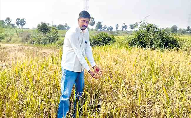 Telangana: సాగులో సరికొత్త ‘వరి’వడి | Farmers Cultivating Different ...